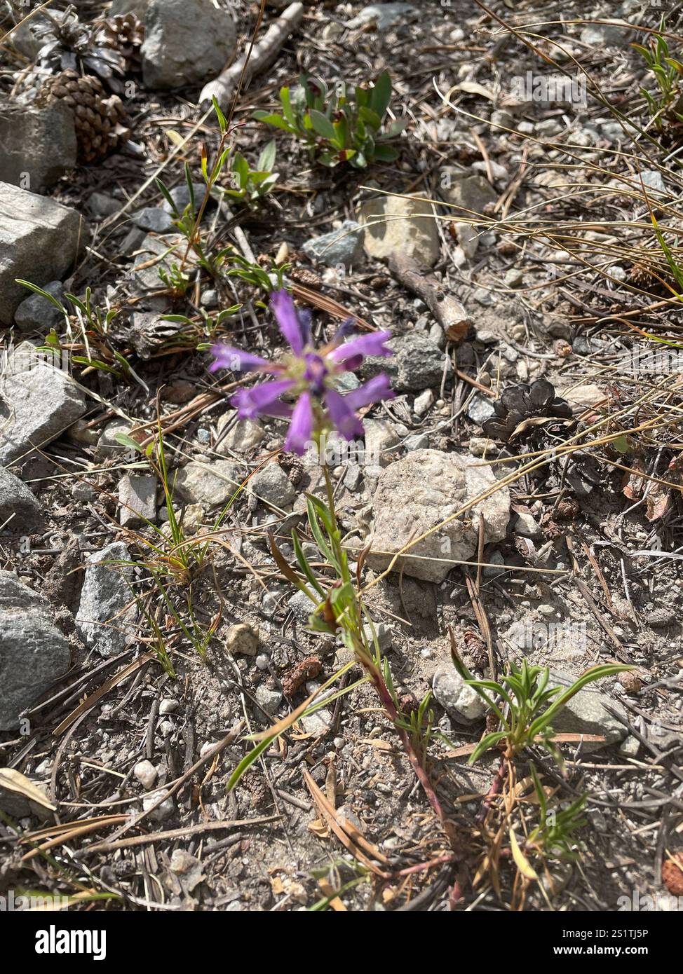Sierra Penstemon (Penstemon heterodoxus Stock Photo - Alamy
