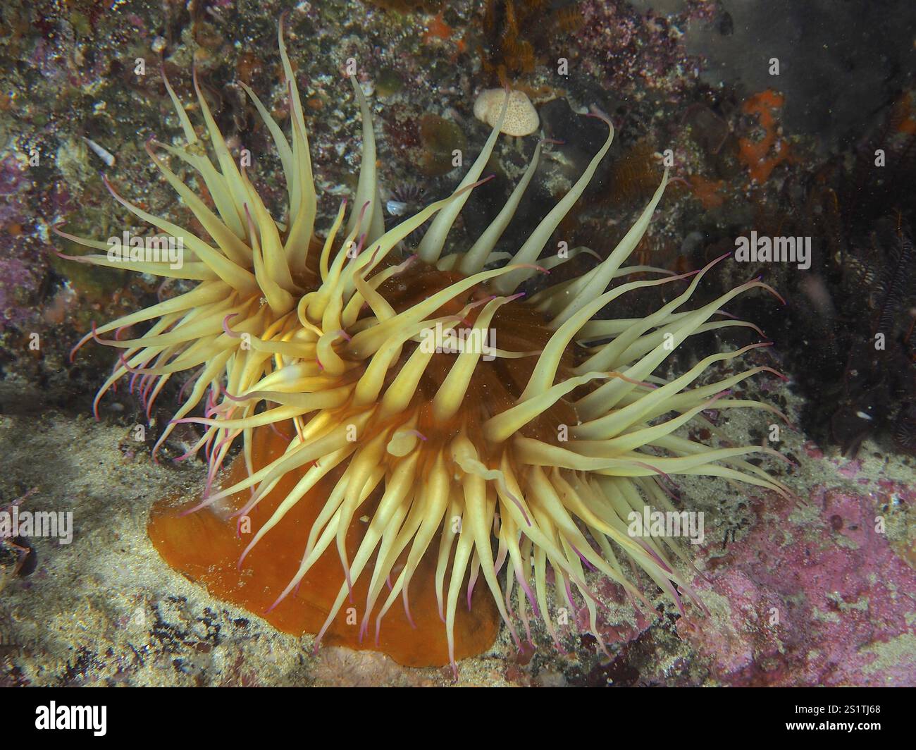 Africa varia hi-res stock photography and images - Alamy