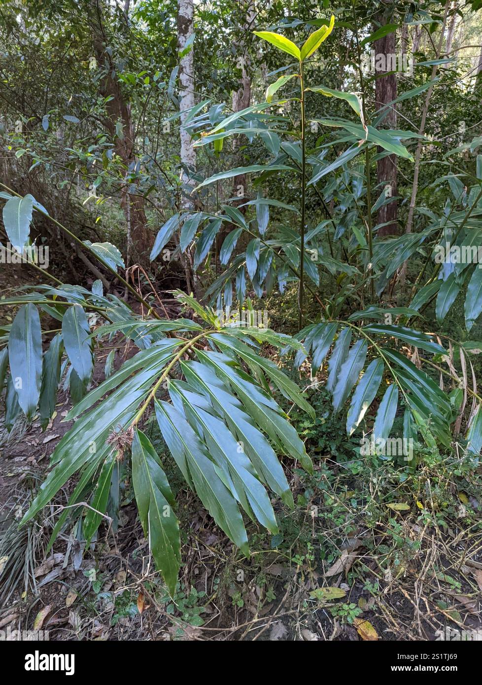 Native Ginger (Alpinia caerulea Stock Photo - Alamy