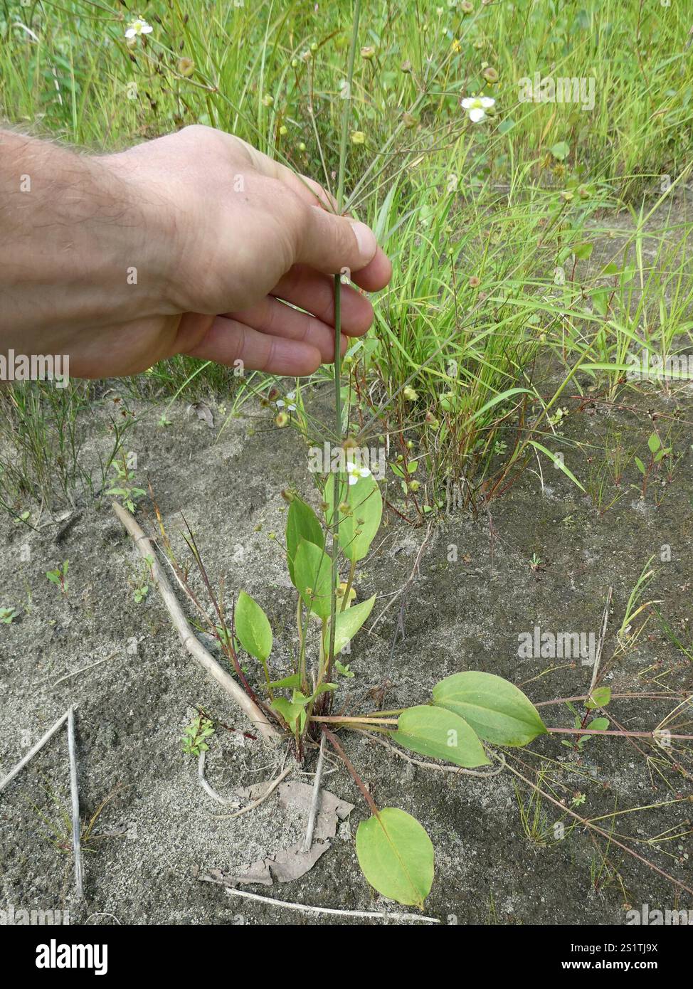 northern water-plantain (Alisma triviale Stock Photo - Alamy