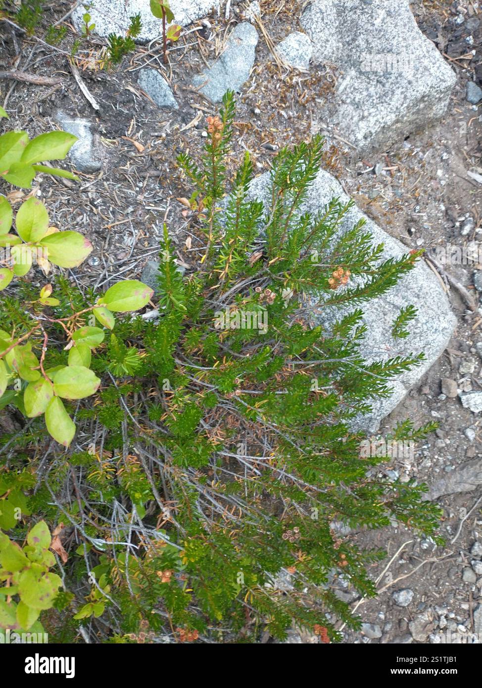 pink mountainheath (Phyllodoce empetriformis Stock Photo - Alamy