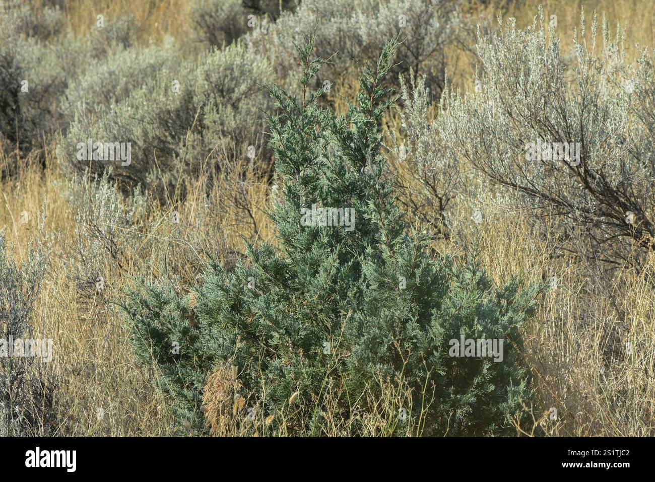 Rocky Mountain Juniper (Juniperus scopulorum Stock Photo - Alamy