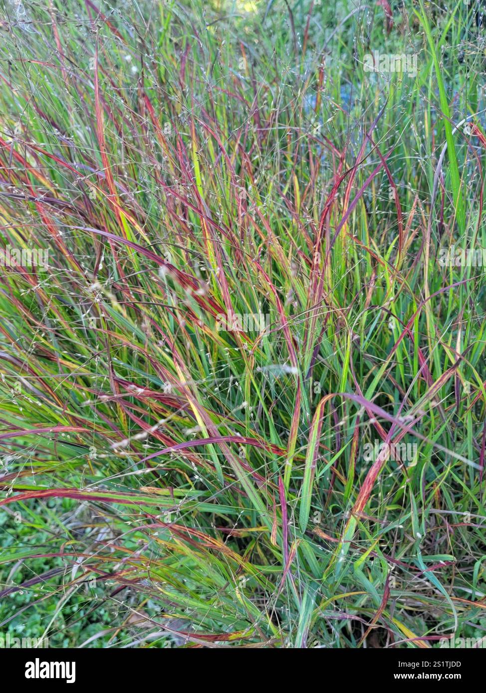 bristlegrasses, bluestems, paspalums, and allies (Panicoideae Stock ...