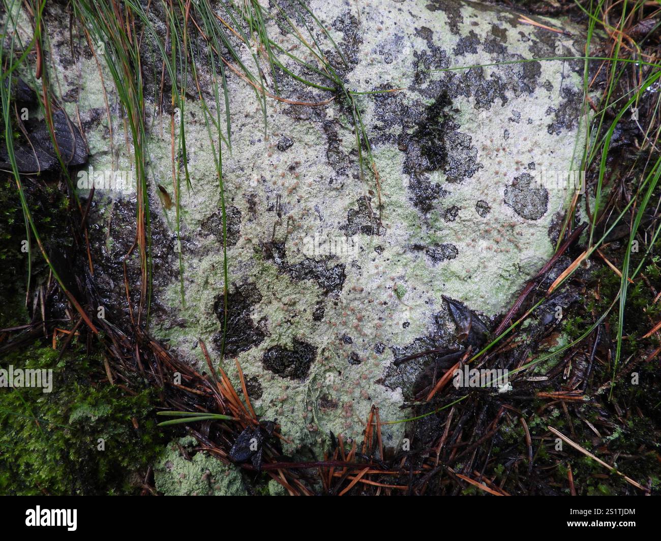 Brown Beret Lichen (Baeomyces rufus Stock Photo - Alamy