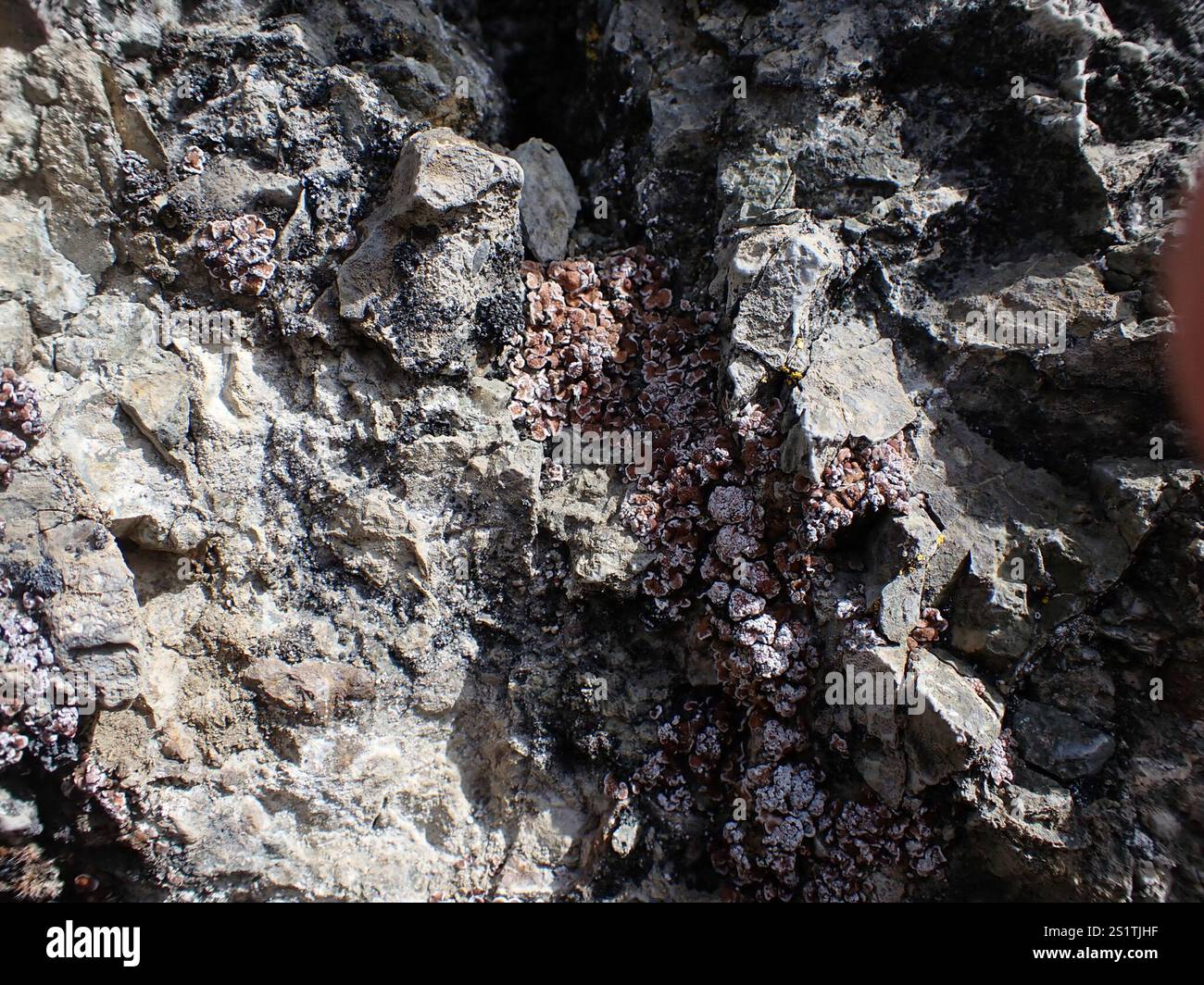 Fishscale Lichens (Psora Stock Photo - Alamy