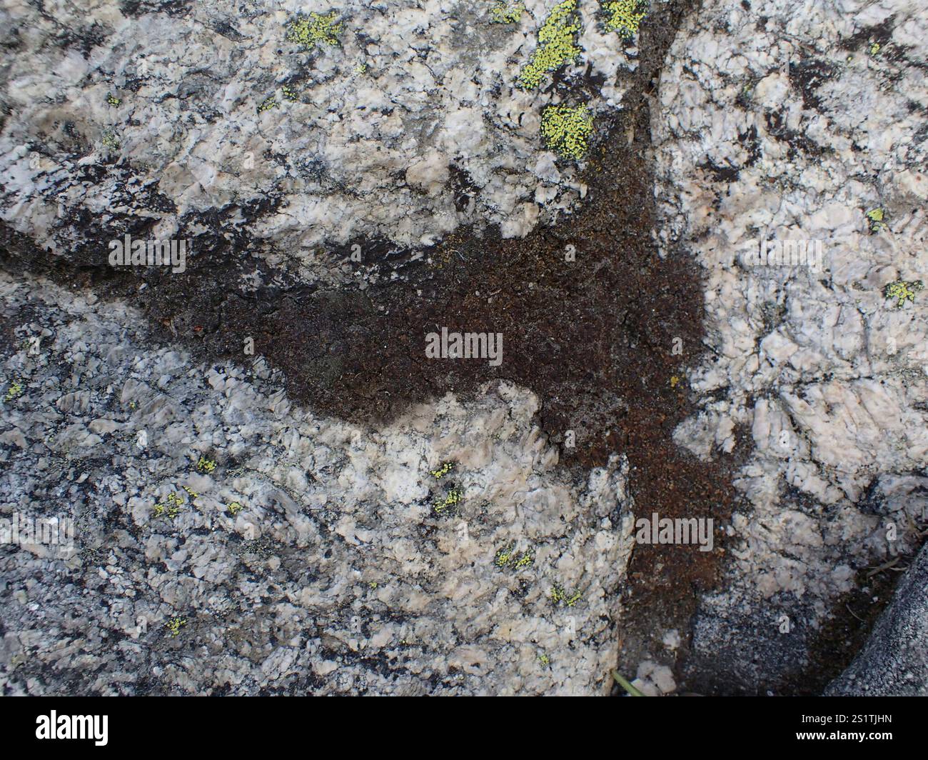 scale lichens and allies (Psoraceae Stock Photo - Alamy