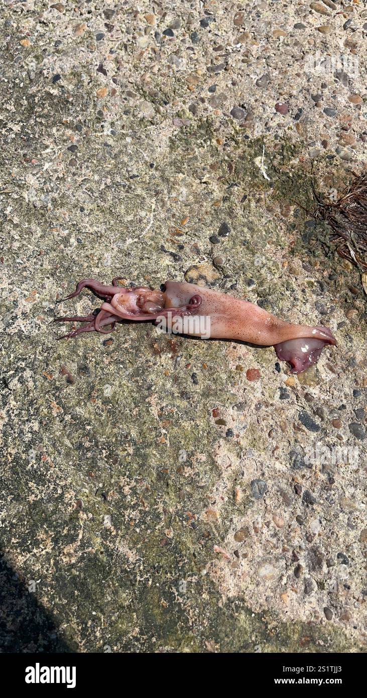 Myopsida hi-res stock photography and images - Alamy