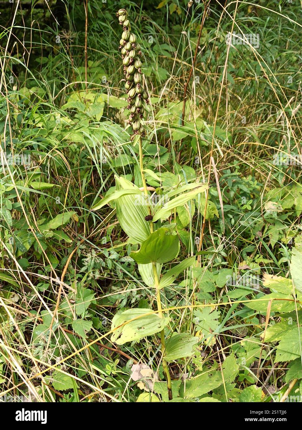 Broad-leaved helleborine (Epipactis helleborine Stock Photo - Alamy