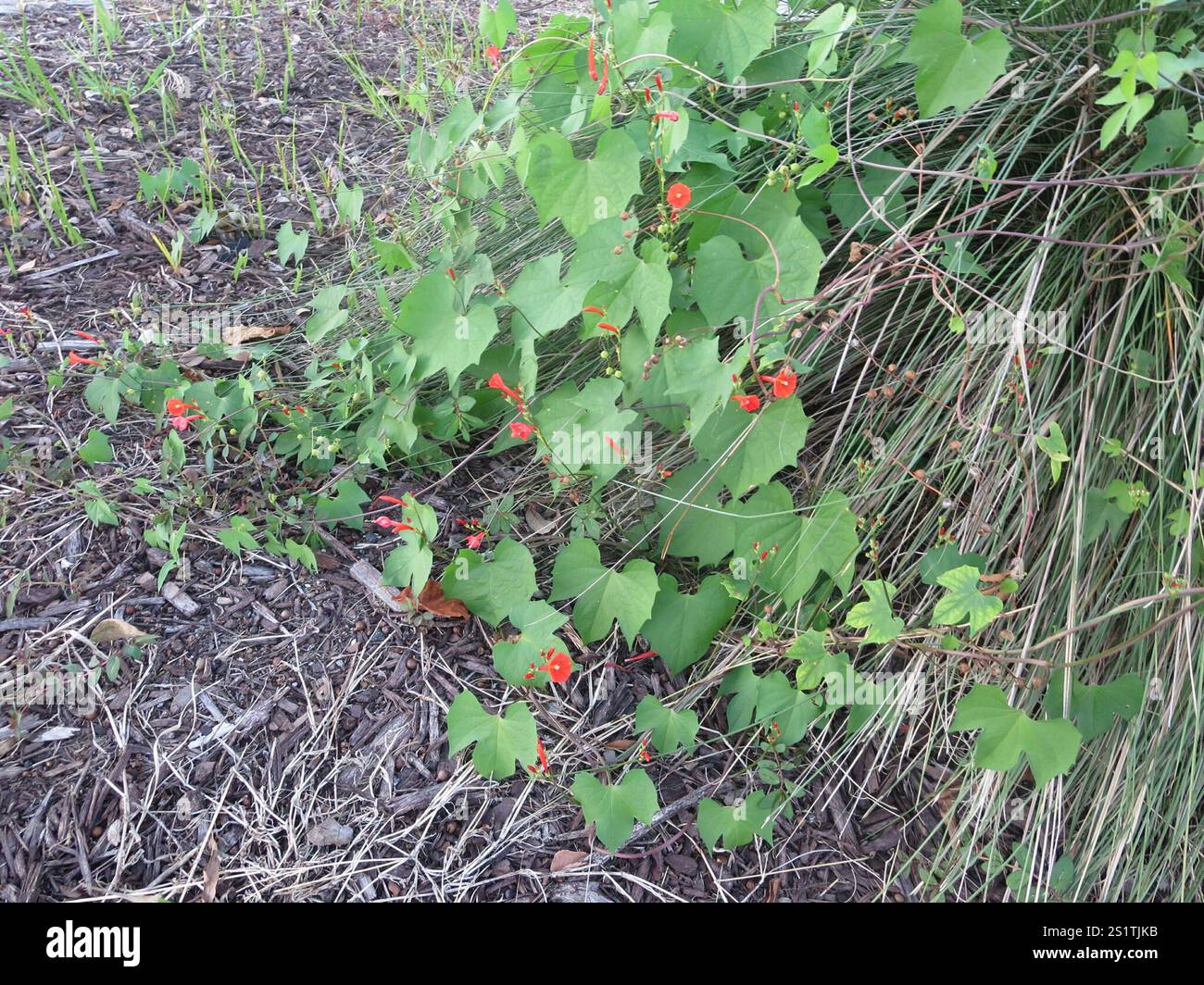 scarlet creeper (Ipomoea hederifolia Stock Photo - Alamy