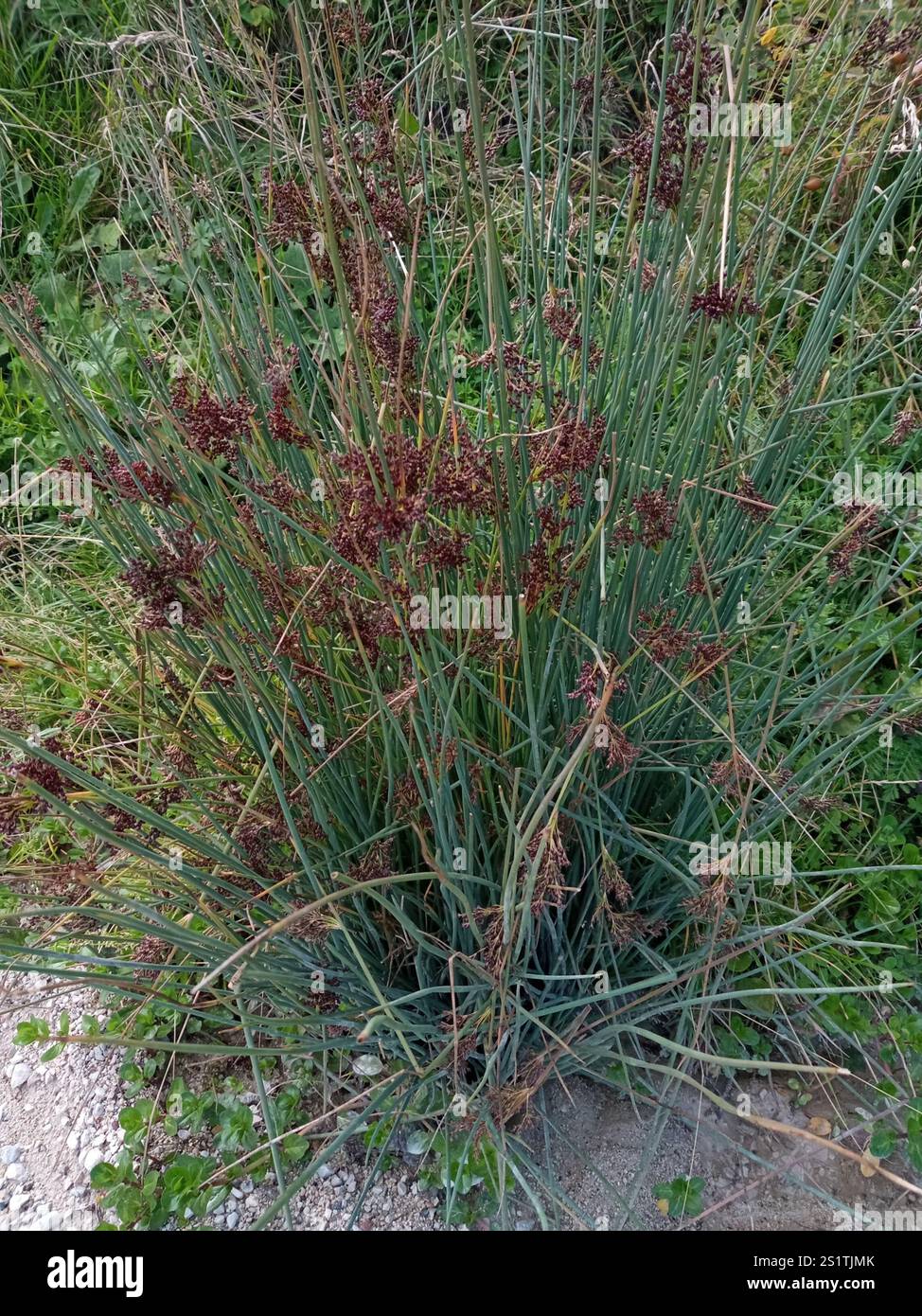 Hard Rush (Juncus inflexus Stock Photo - Alamy