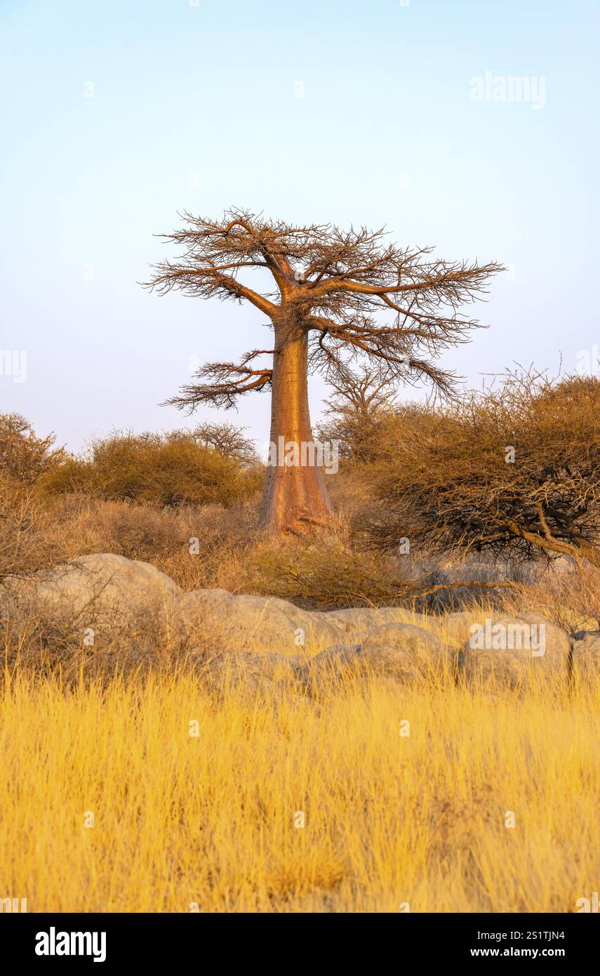 African baobab or baobab tree (Adansonia digitata), at sunrise, Kubu ...