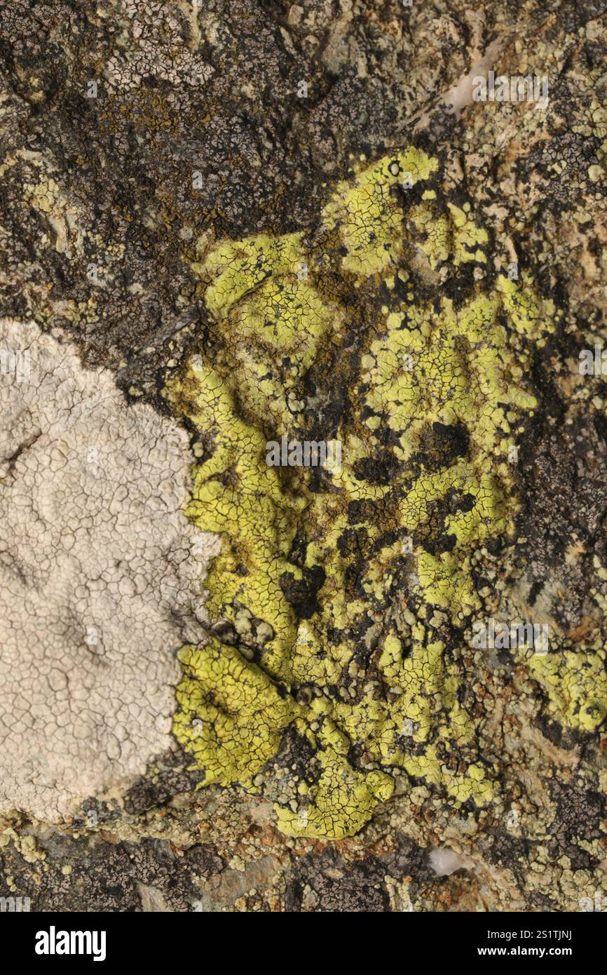 yellow map lichen (Rhizocarpon geographicum Stock Photo - Alamy