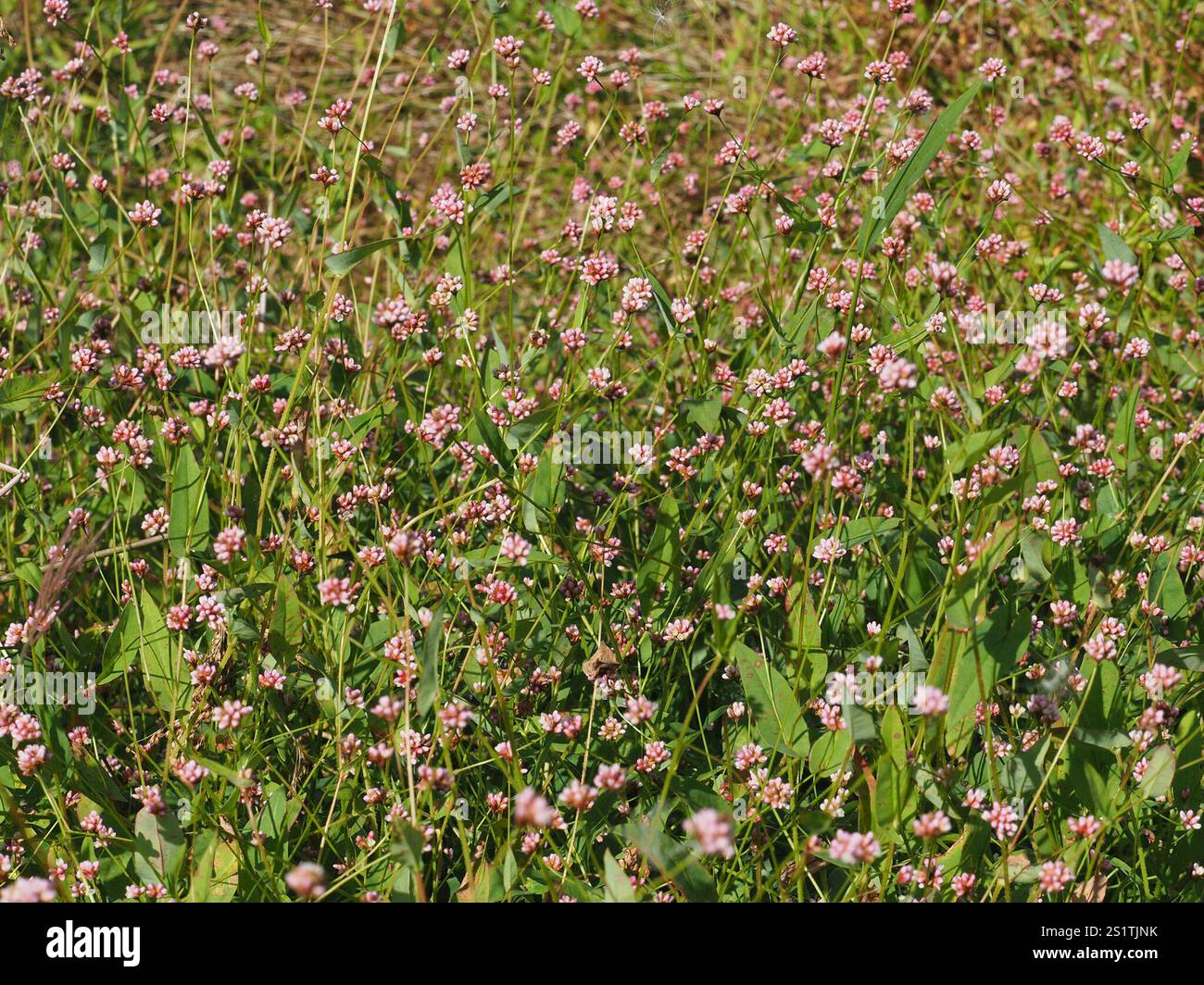 arrow-leaved tearthumb (Persicaria sagittata Stock Photo - Alamy