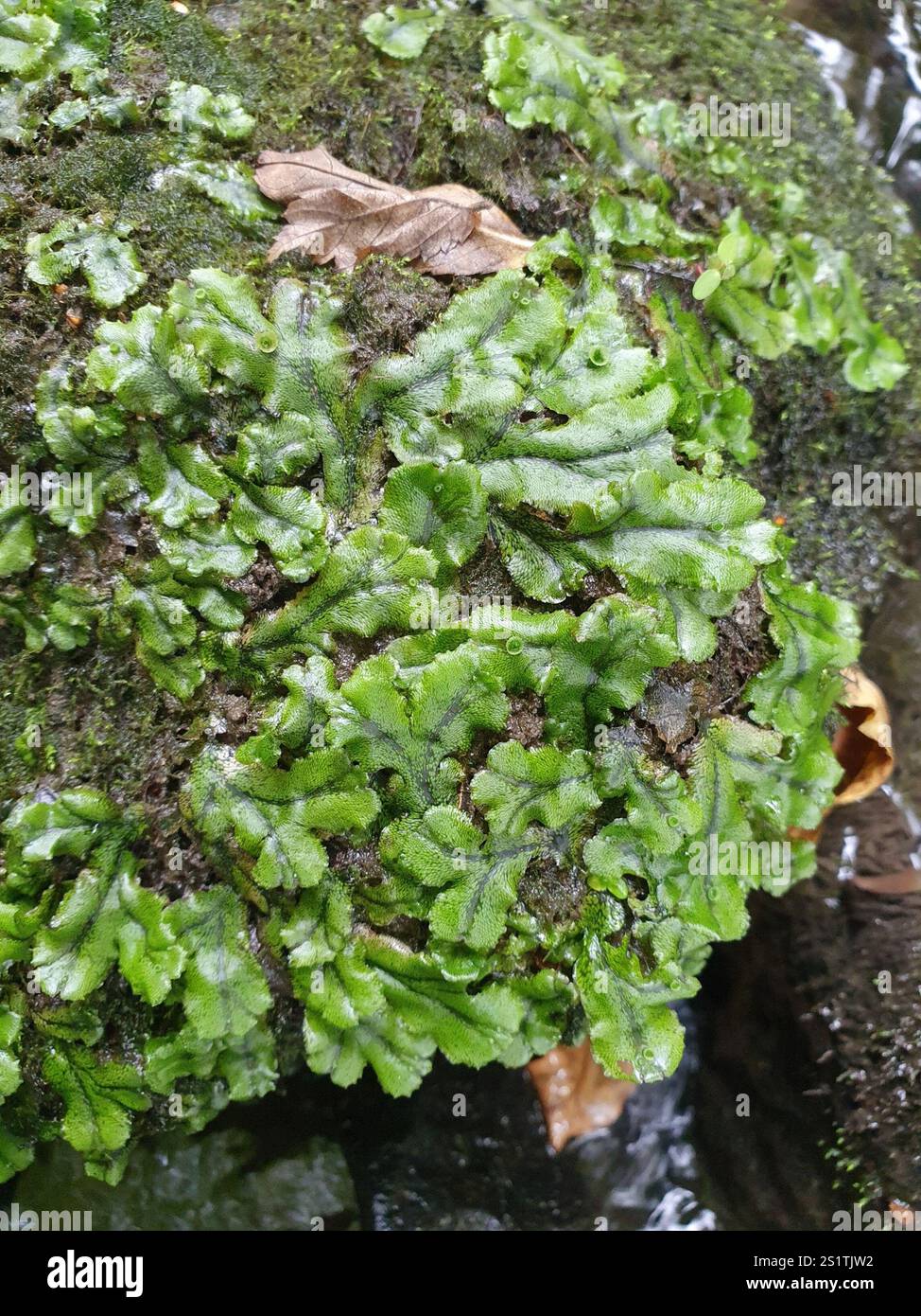 (Marchantia polymorpha polymorpha Stock Photo - Alamy