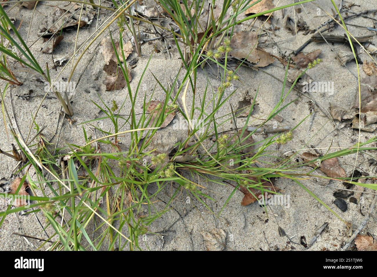 mat sandbur (Cenchrus longispinus Stock Photo - Alamy