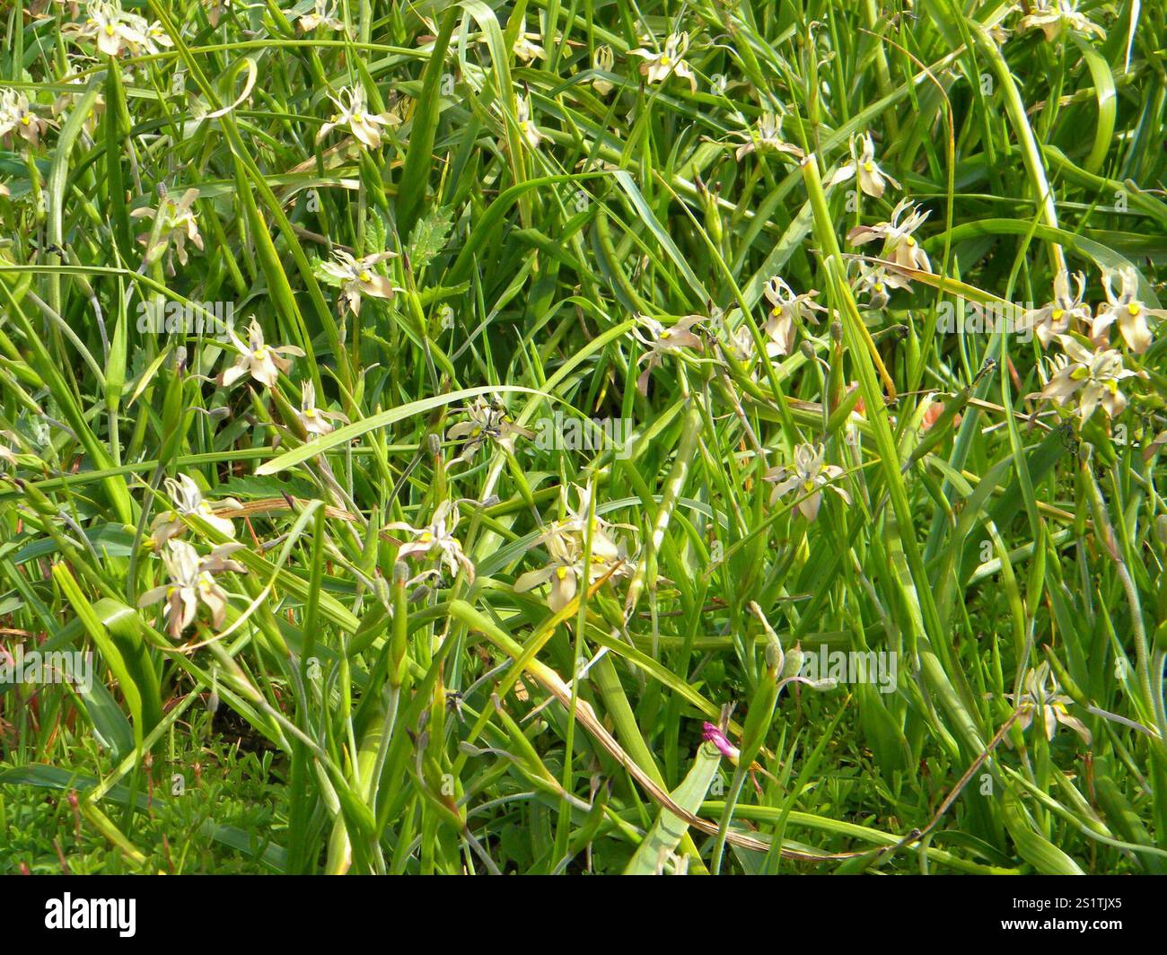 Buff Clockflower (Moraea vegeta Stock Photo - Alamy