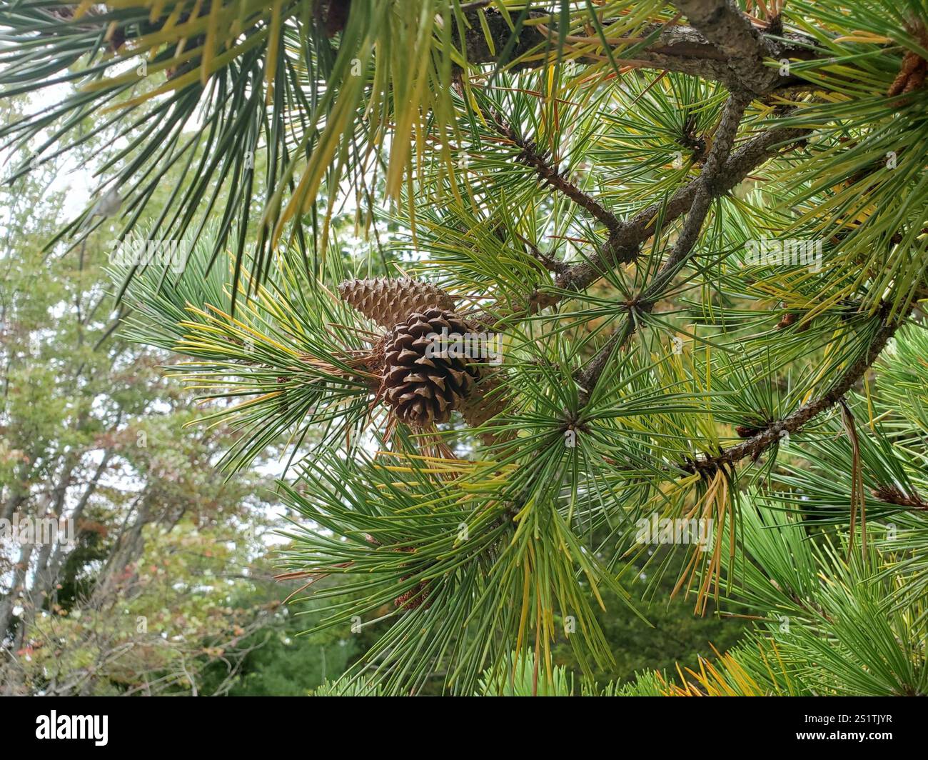 pitch pine (Pinus rigida Stock Photo - Alamy