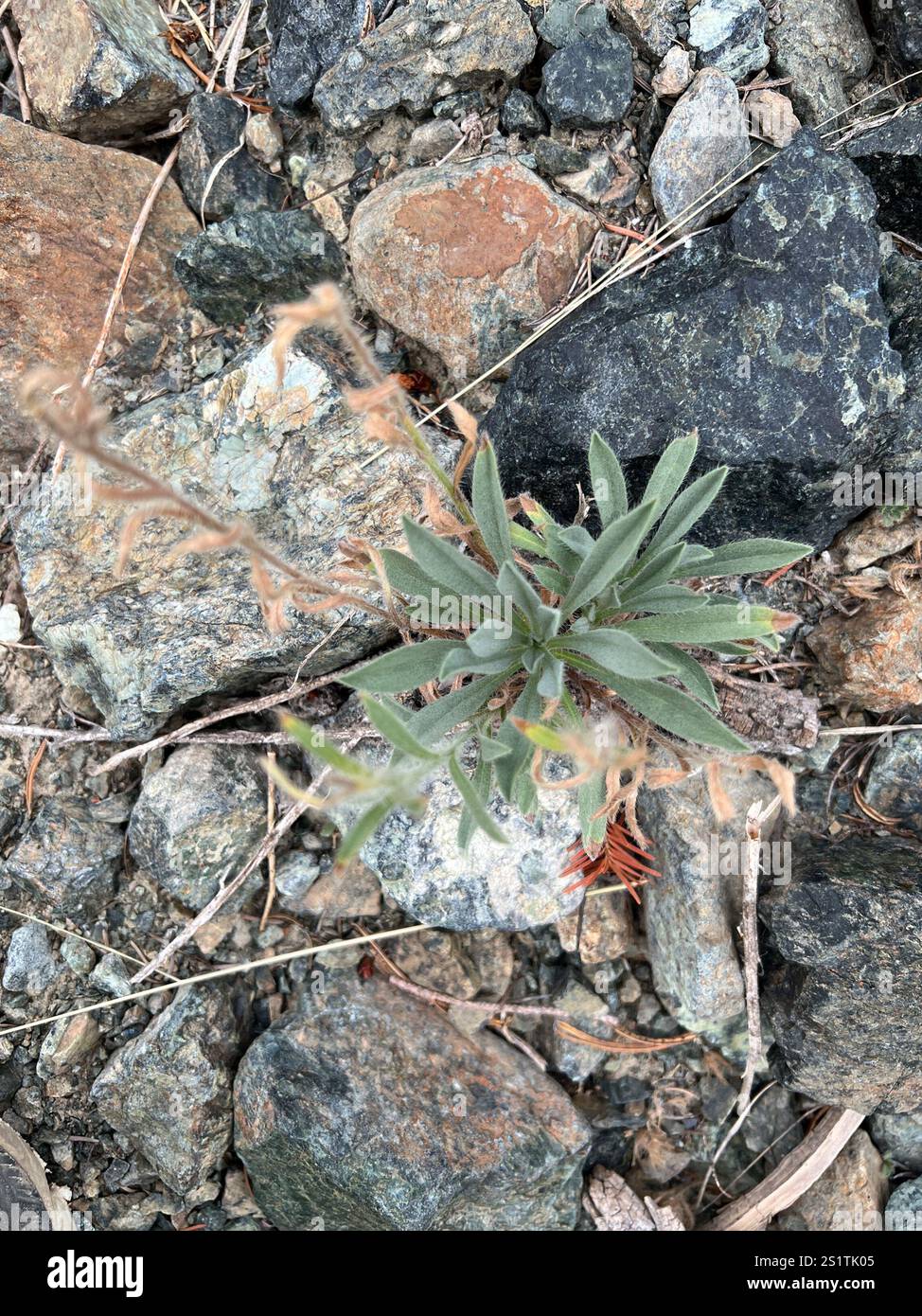 Thompson's Cryptantha (Oreocarya thompsonii Stock Photo - Alamy