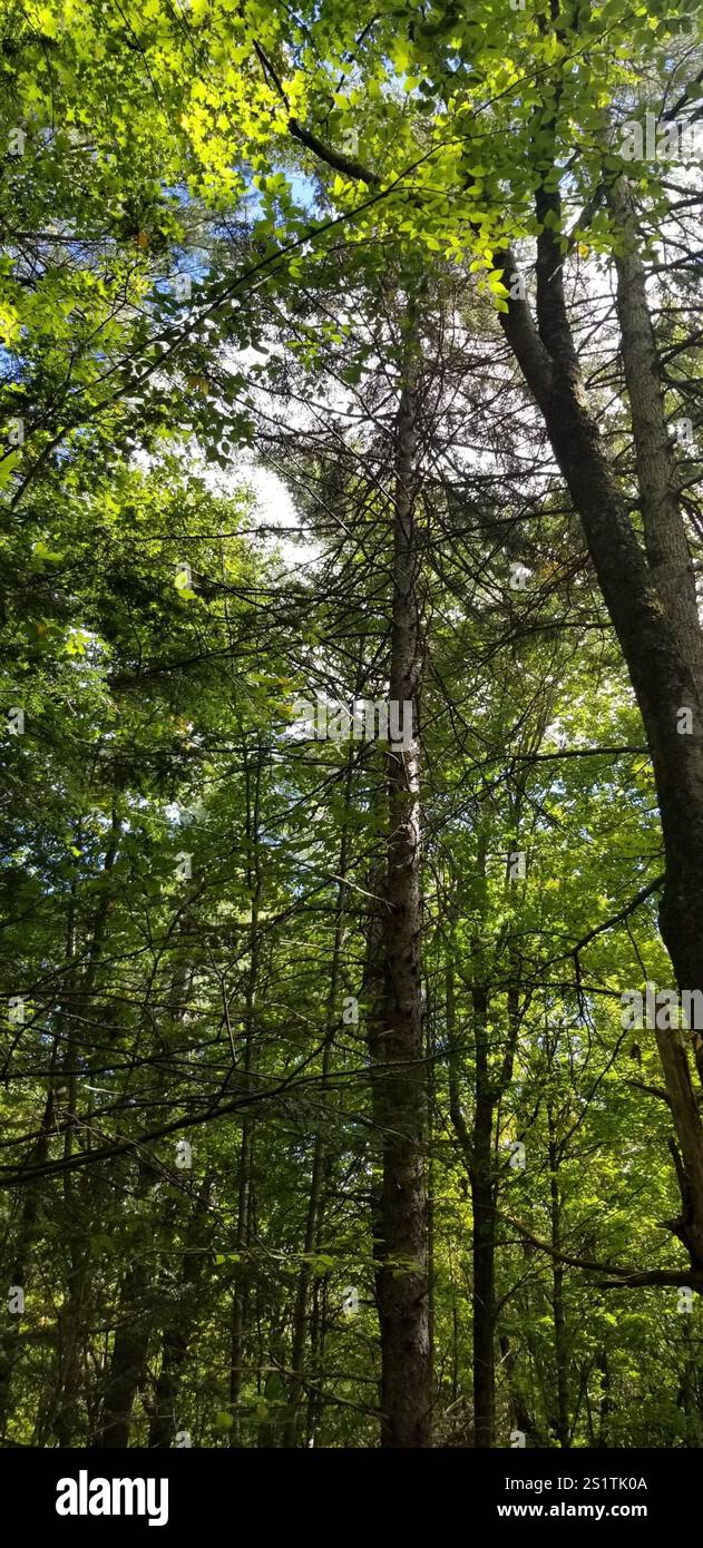 red spruce (Picea rubens Stock Photo - Alamy