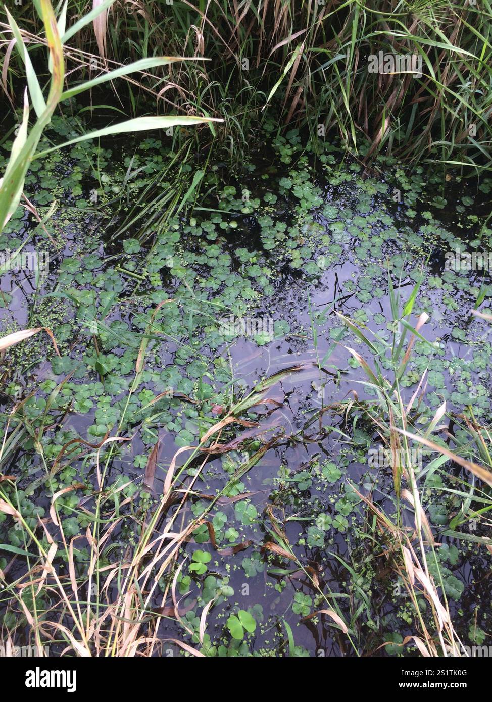clover fern (Marsilea quadrifolia Stock Photo - Alamy