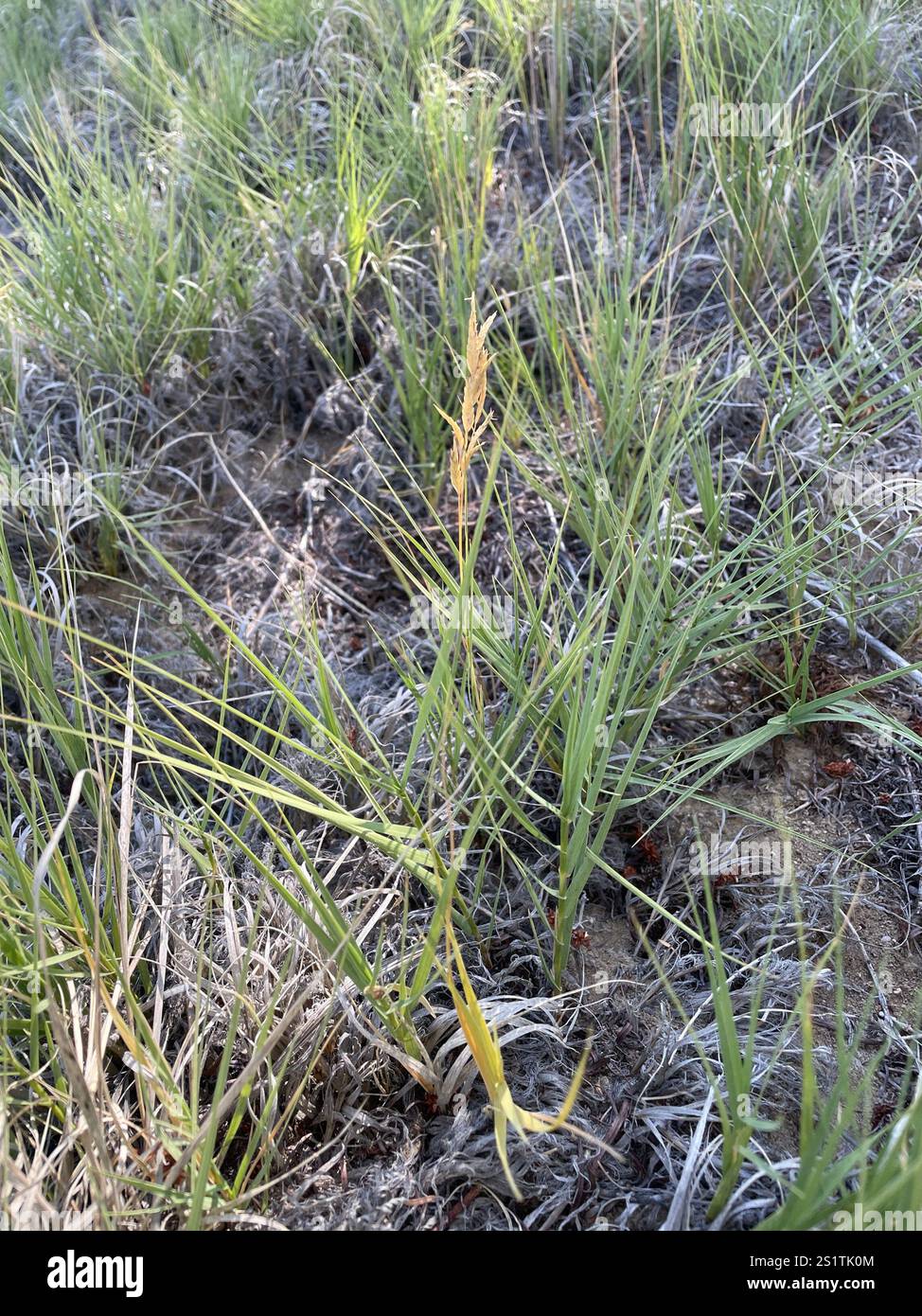Saltgrass (Distichlis spicata Stock Photo - Alamy