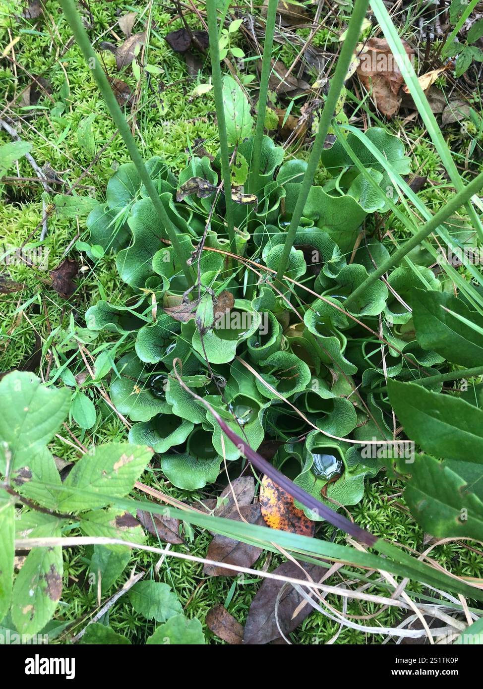Southern Purple Pitcher Plant (Sarracenia purpurea venosa Stock Photo ...
