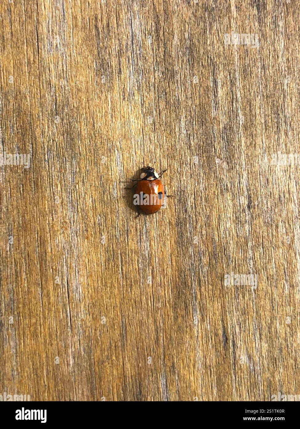 Two-spotted Lady Beetle (Adalia bipunctata Stock Photo - Alamy