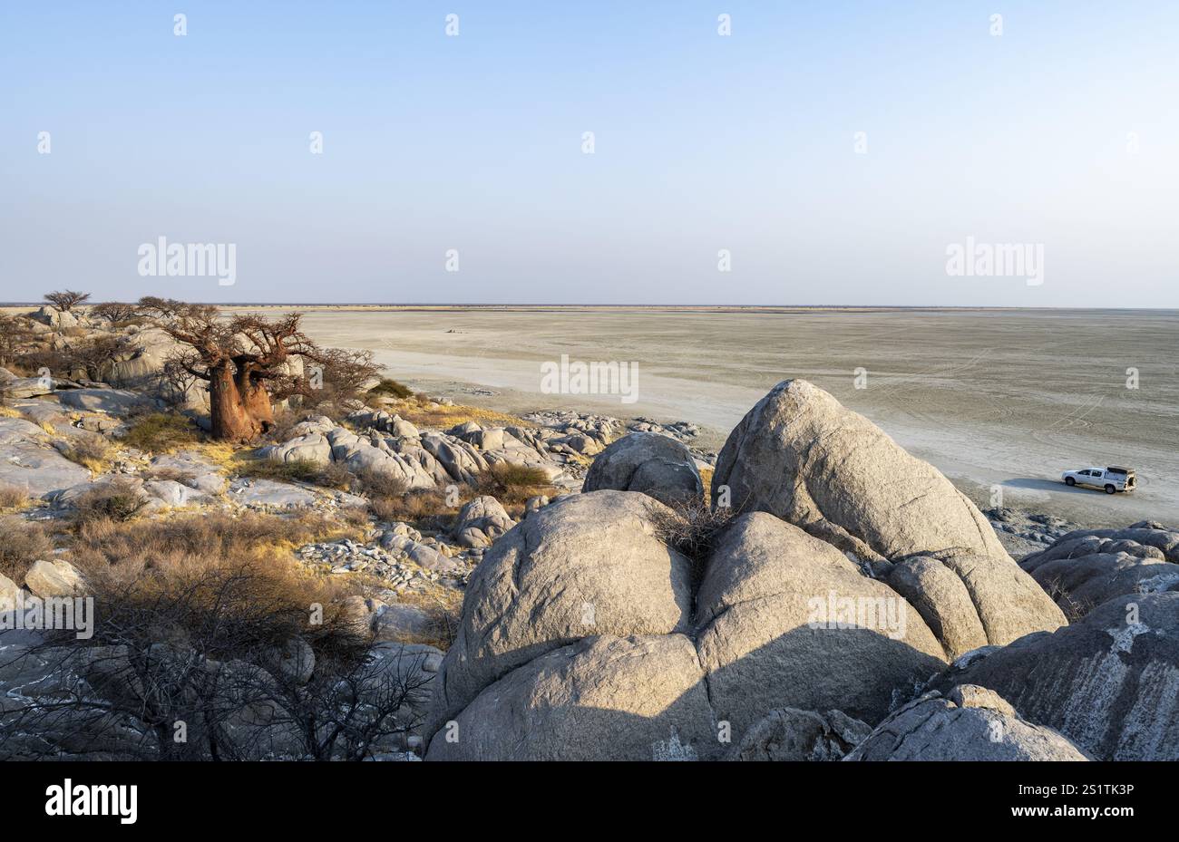 African baobab or baobab tree (Adansonia digitata), between round rocks ...