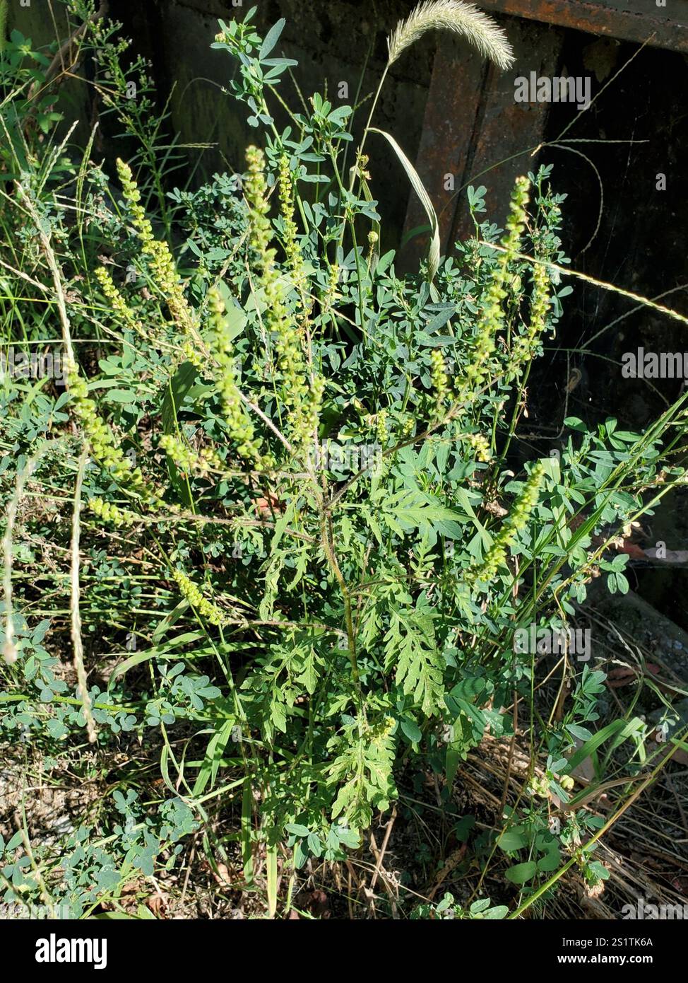 common ragweed (Ambrosia artemisiifolia Stock Photo - Alamy