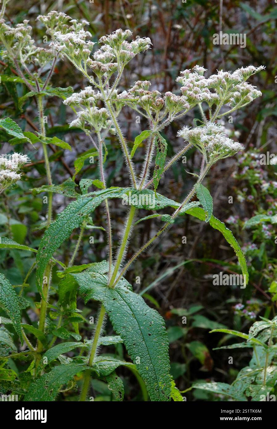 common boneset (Eupatorium perfoliatum Stock Photo - Alamy
