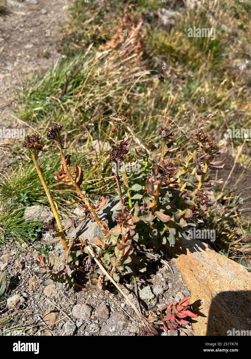 western roseroot (Rhodiola integrifolia Stock Photo - Alamy