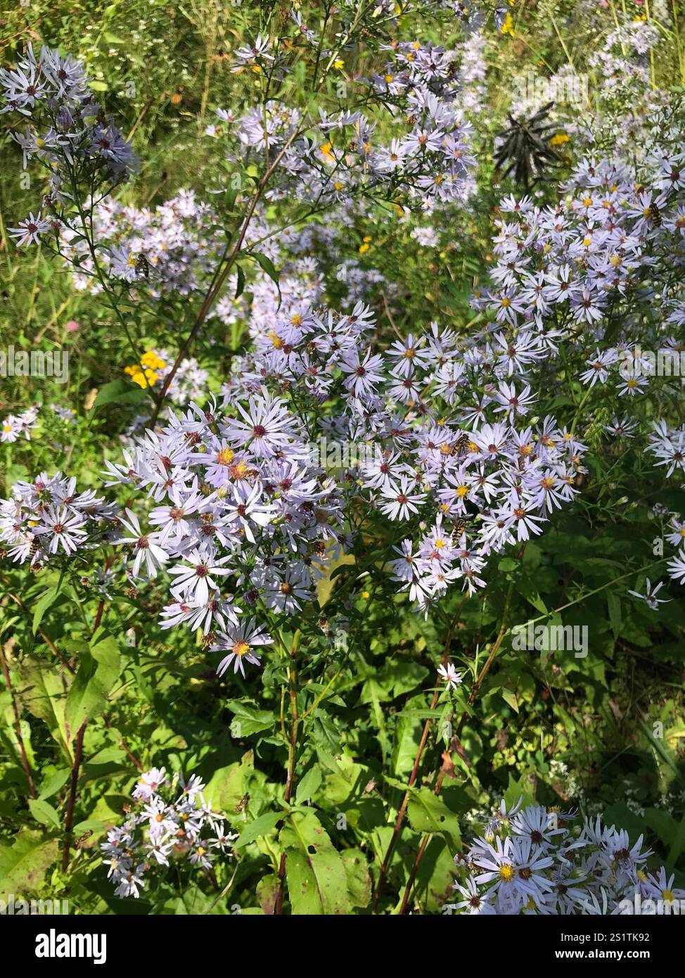 swamp aster (Symphyotrichum puniceum Stock Photo - Alamy
