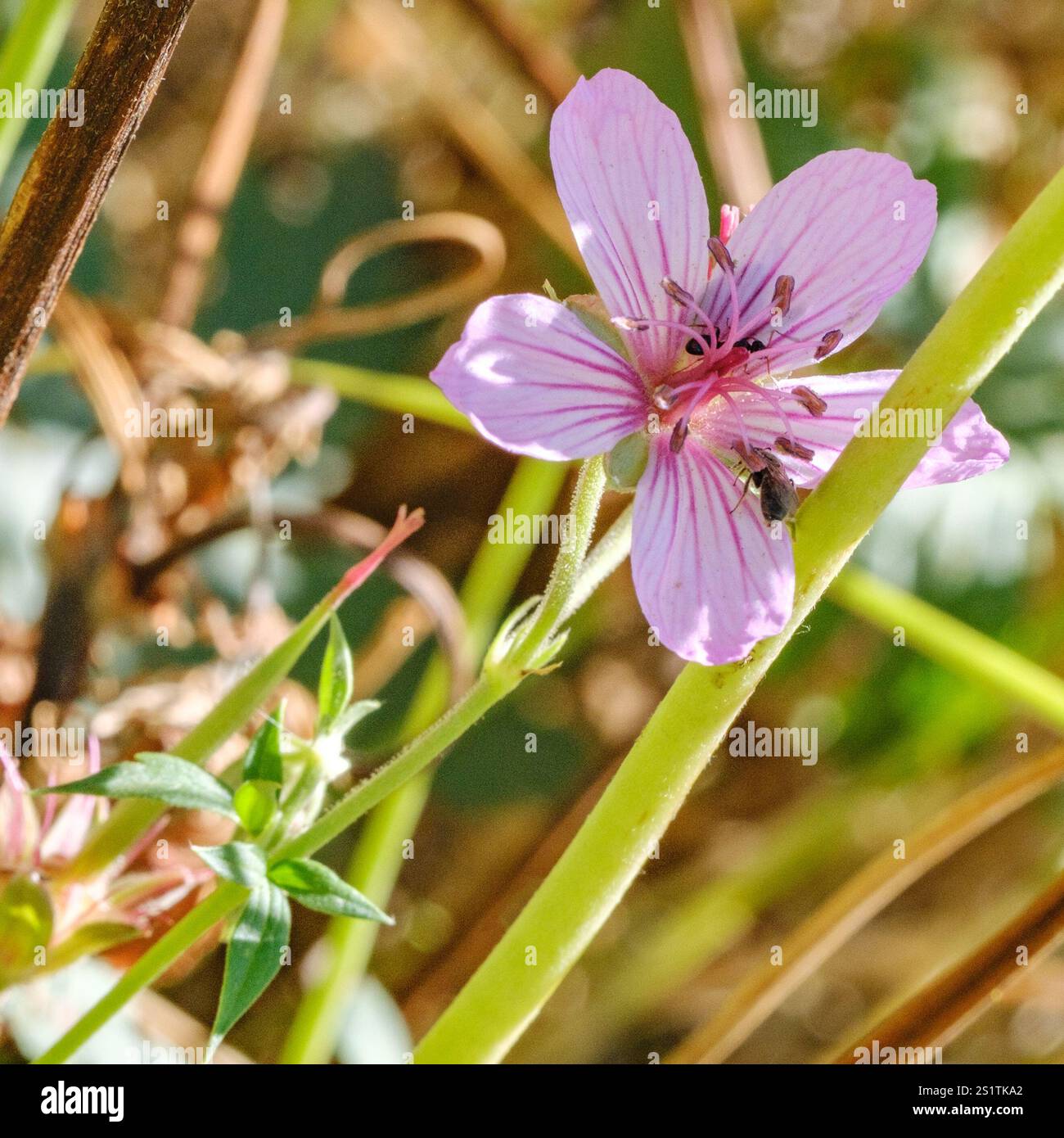 sticky geranium (Geranium viscosissimum Stock Photo - Alamy