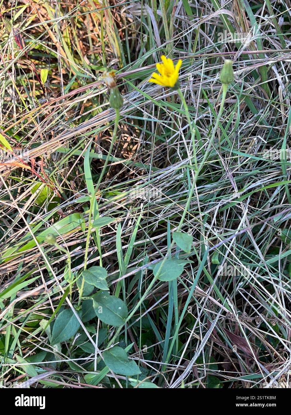 rough hawkweed (Hieracium scabrum Stock Photo - Alamy