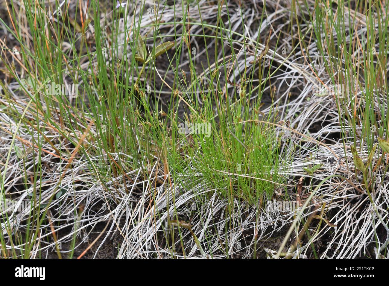 Horned Beakrush (Rhynchospora capillacea Stock Photo - Alamy