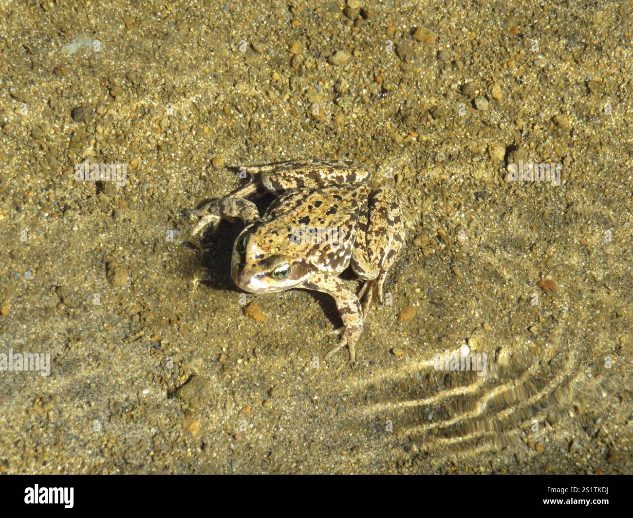 Cascades Frog (Rana cascadae Stock Photo - Alamy