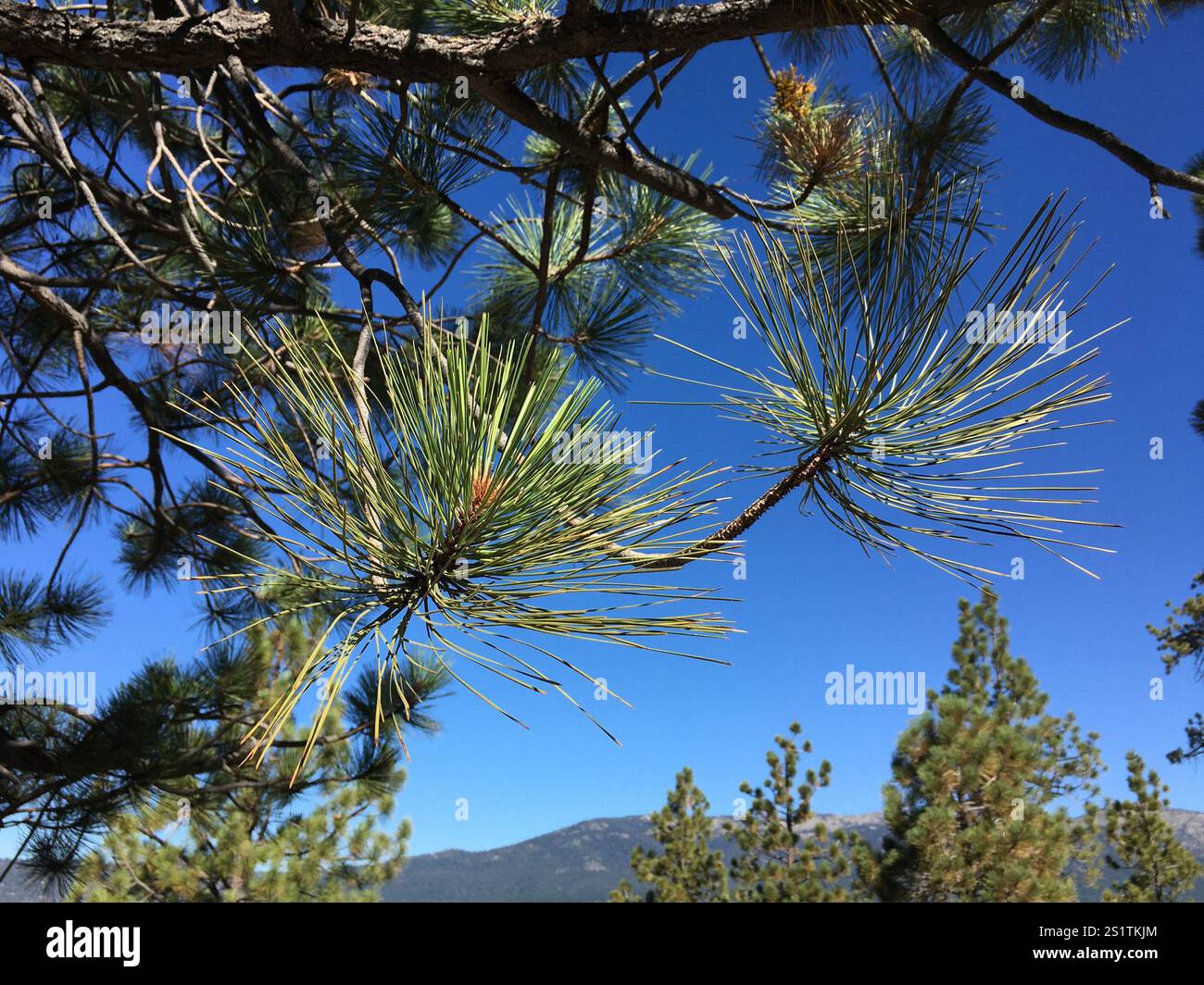 Jeffrey pine (Pinus jeffreyi Stock Photo - Alamy