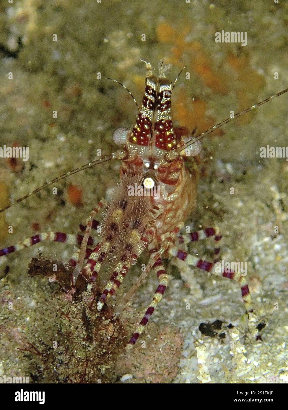 Frontal view of a camouflaged shrimp, common marbled shrimp (Saron ...