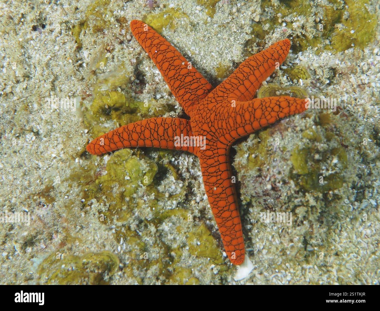 Bright orange-coloured starfish, Indian starfish (Fromia indica), on ...