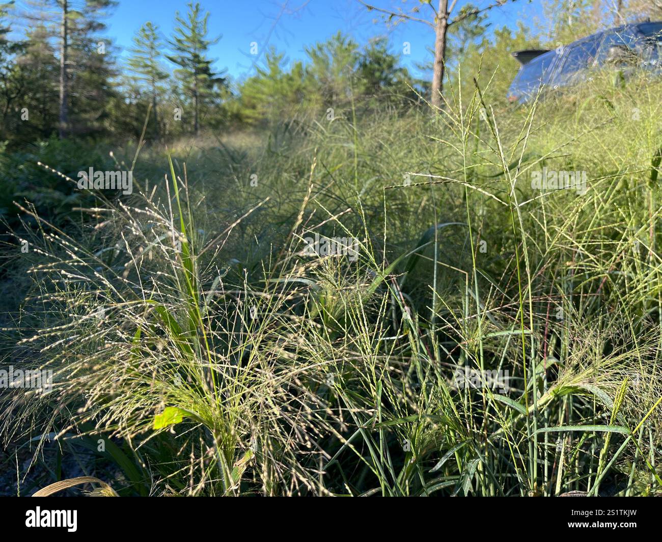 bristlegrasses, rosette grasses, barnyard grasses, and allies (Paniceae ...