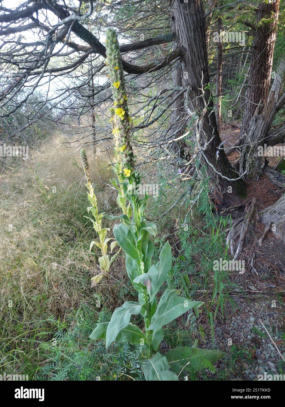 great mullein (Verbascum thapsus Stock Photo - Alamy