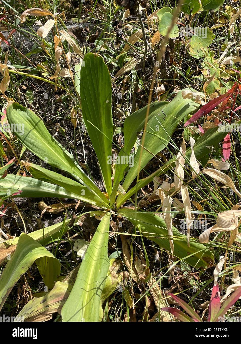 monument plant (Frasera speciosa Stock Photo - Alamy