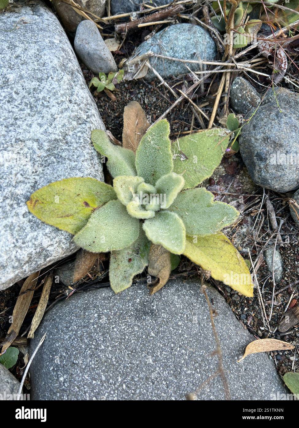great mullein (Verbascum thapsus Stock Photo - Alamy