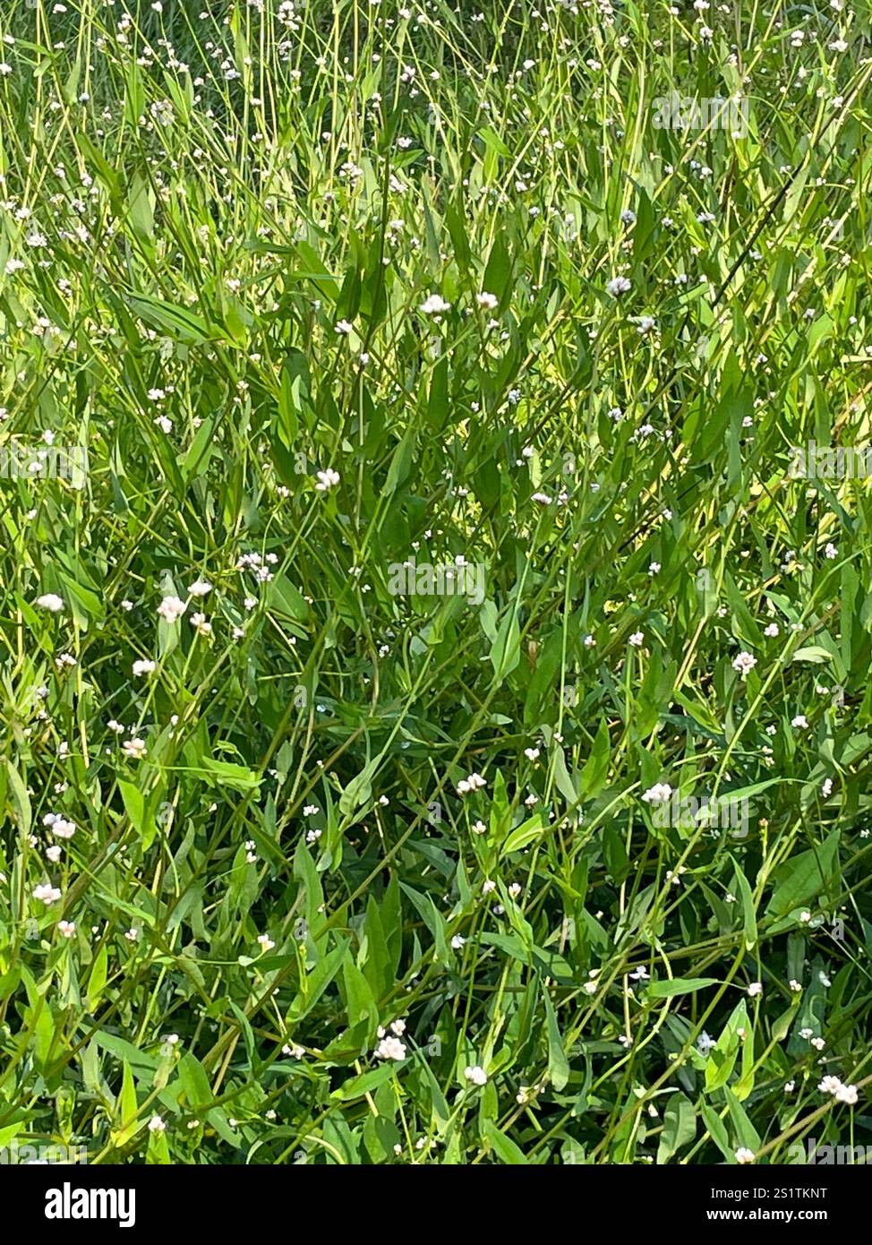 arrow-leaved tearthumb (Persicaria sagittata Stock Photo - Alamy