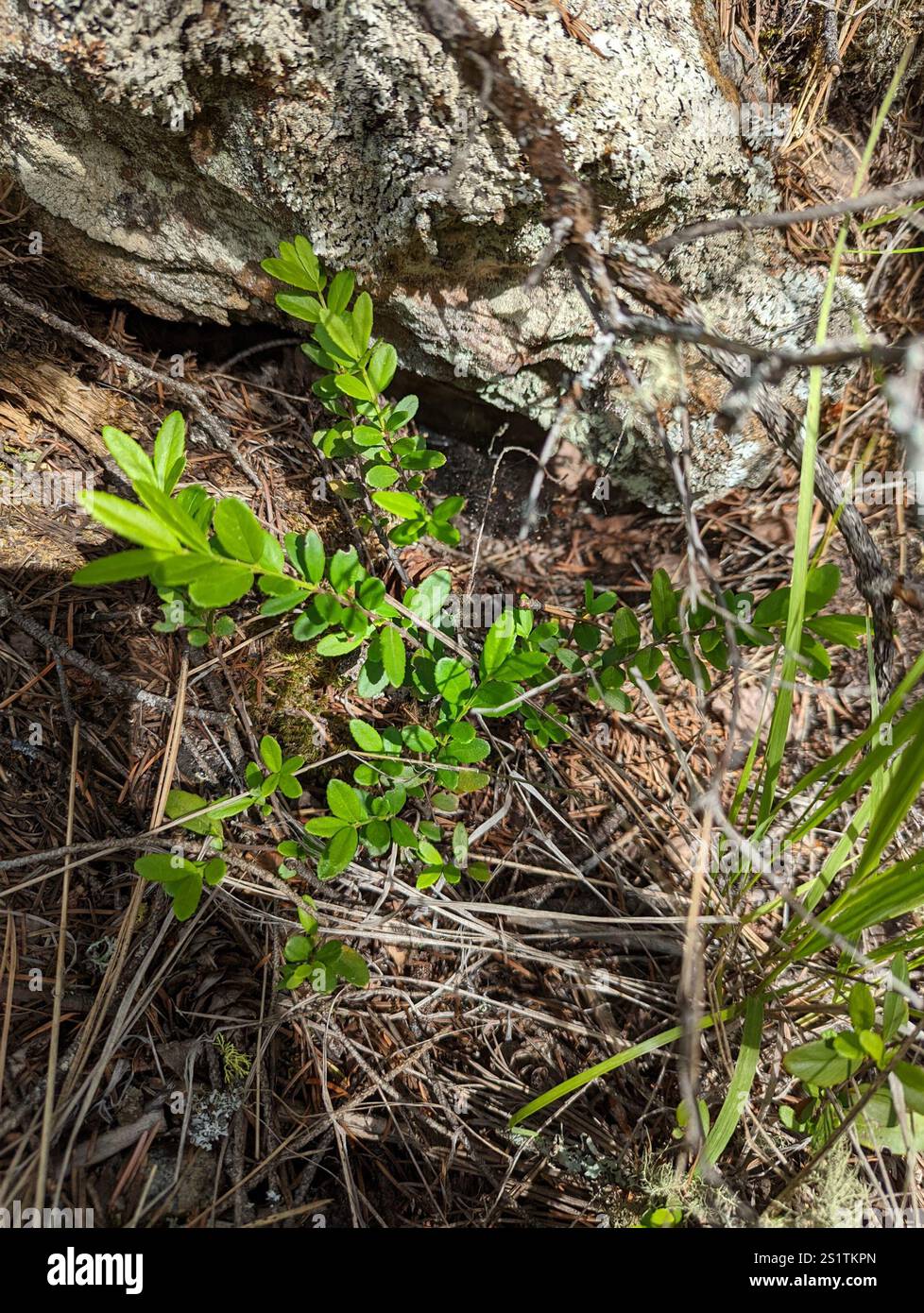 Oregon Boxwood (Paxistima myrsinites Stock Photo - Alamy