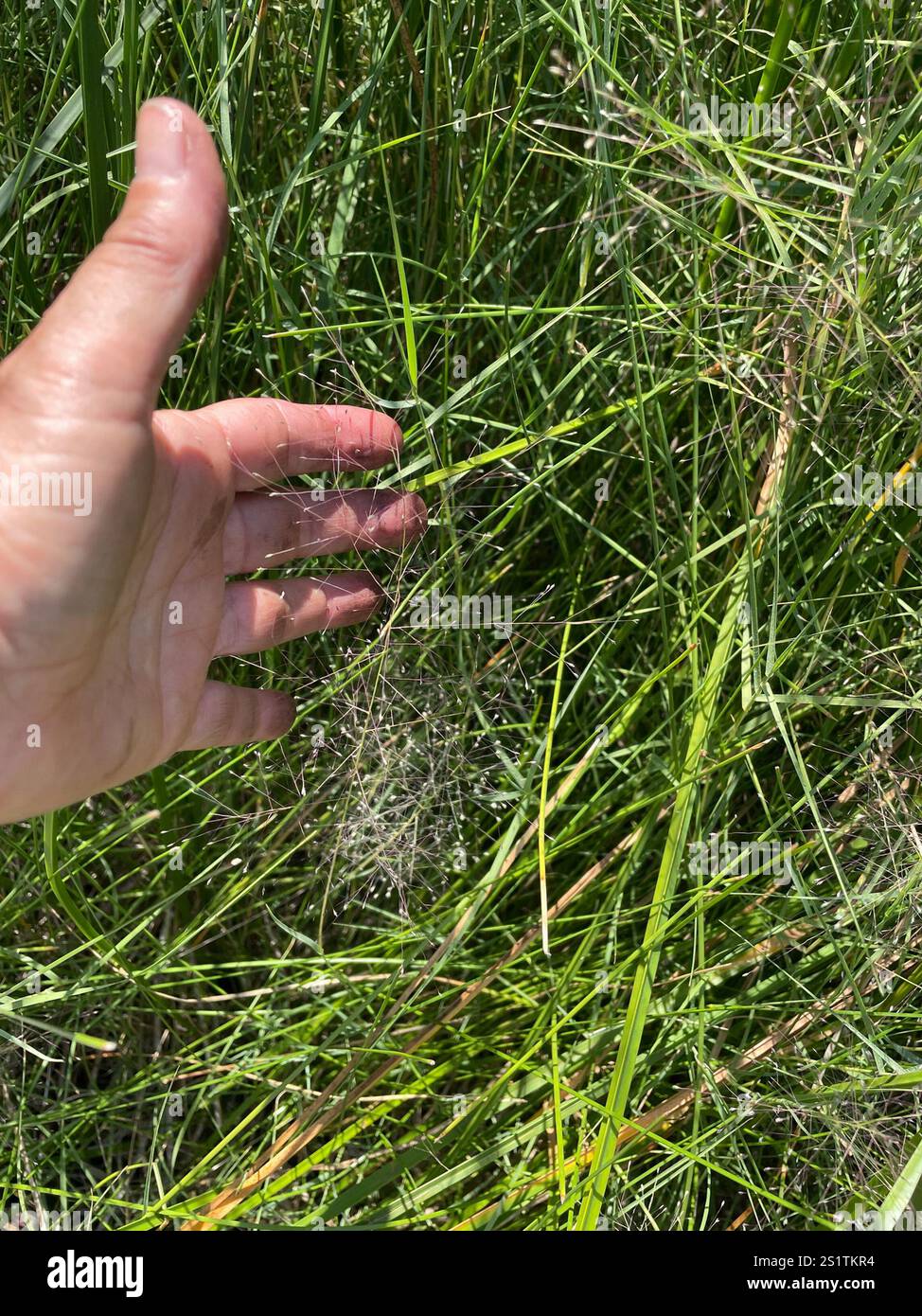 scratch grass (Muhlenbergia asperifolia Stock Photo - Alamy