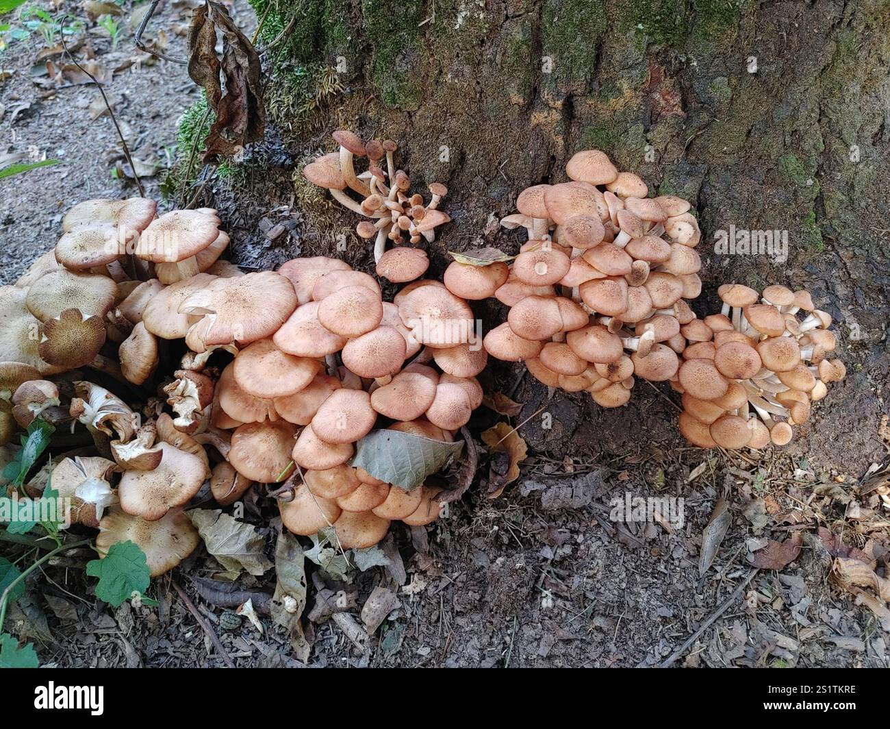 Ringless Honey Mushroom (Desarmillaria caespitosa Stock Photo - Alamy