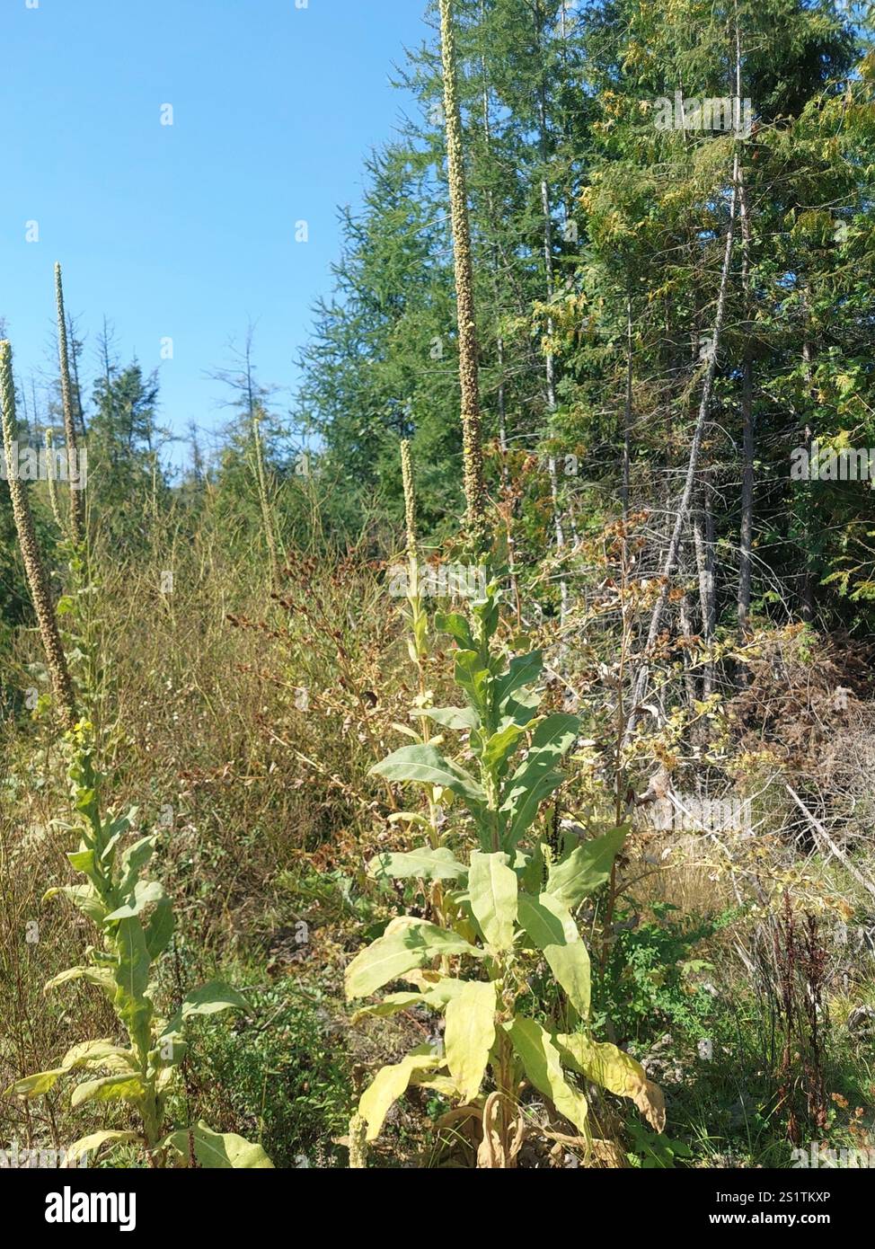 great mullein (Verbascum thapsus Stock Photo - Alamy