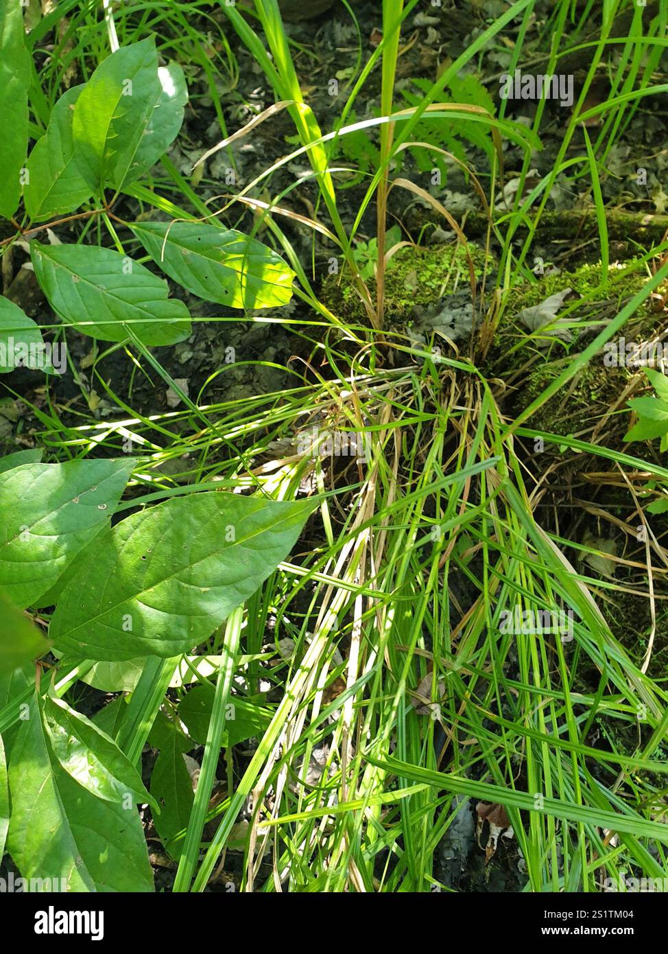 blunt broom sedge (Carex tribuloides Stock Photo - Alamy
