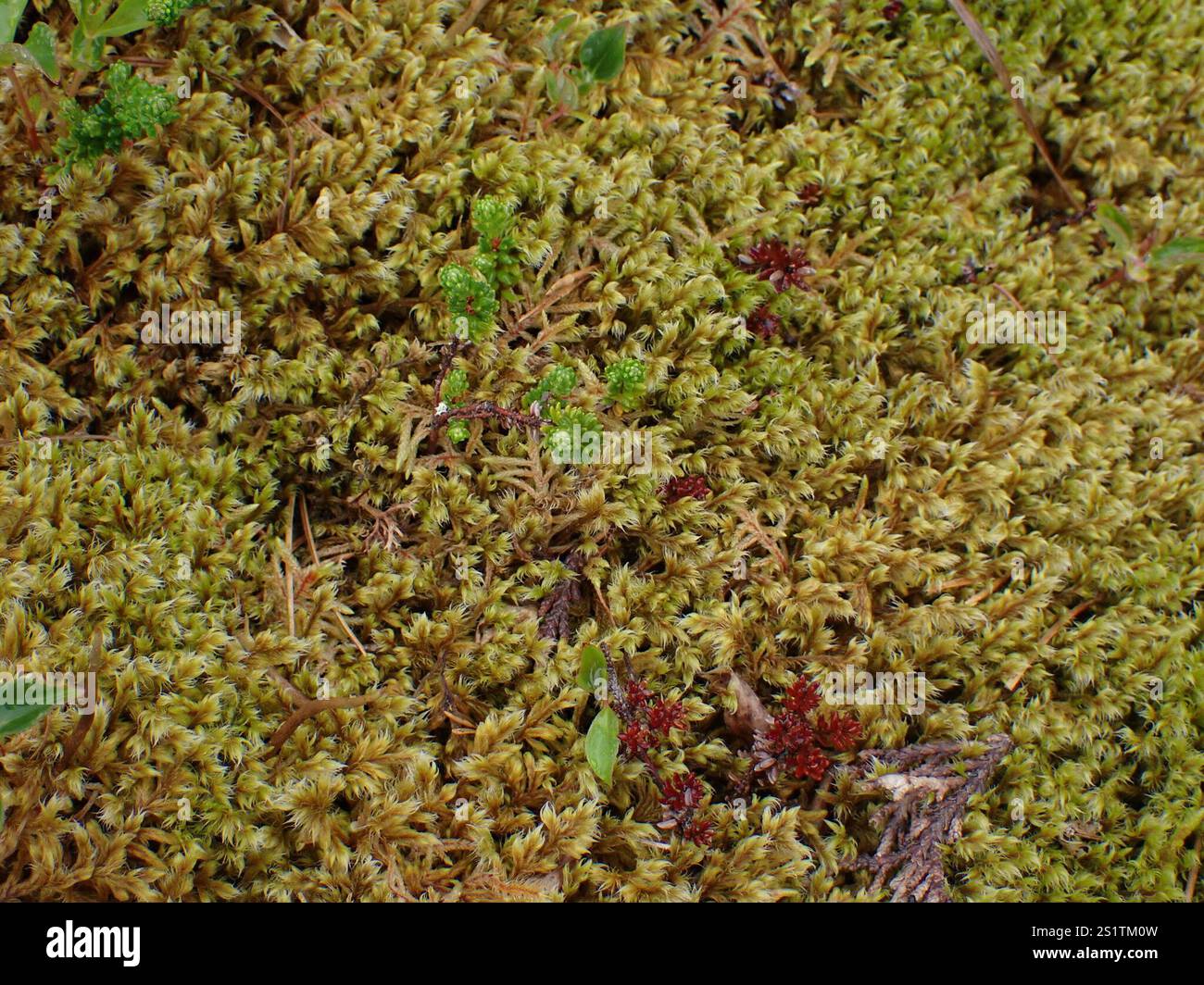 Woolly Fringe-moss (Racomitrium lanuginosum Stock Photo - Alamy